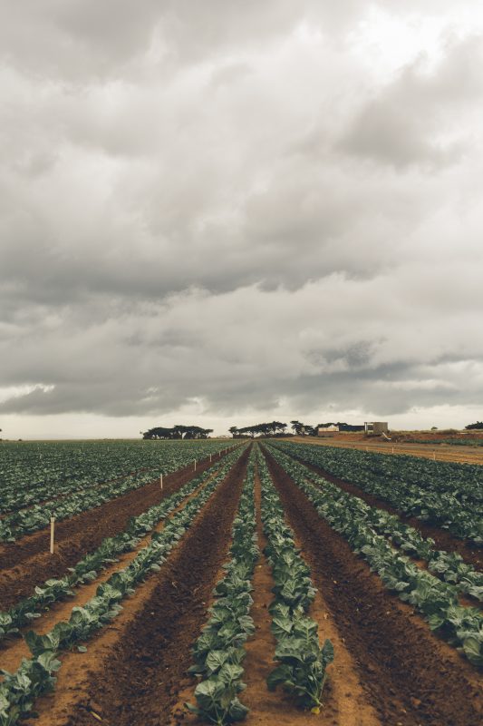 Catherine Velisha: Business owner on the rise - AUSVEG