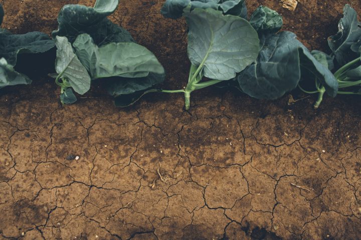 Catherine Velisha: Business owner on the rise - AUSVEG