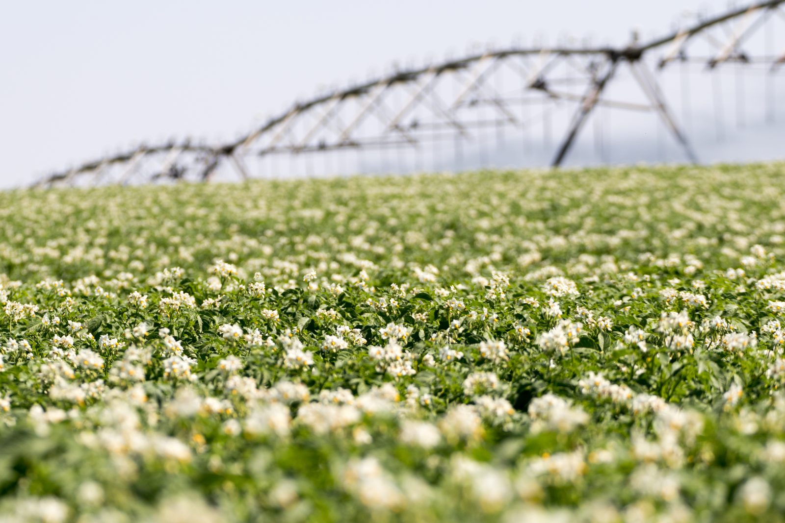 Renee Pye: A fresh outlook on the potato market - AUSVEG