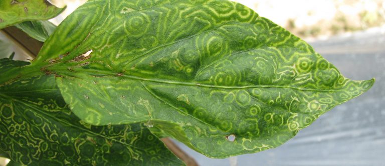 Research uncovers solutions to managing tospoviruses in vegetable crops ...