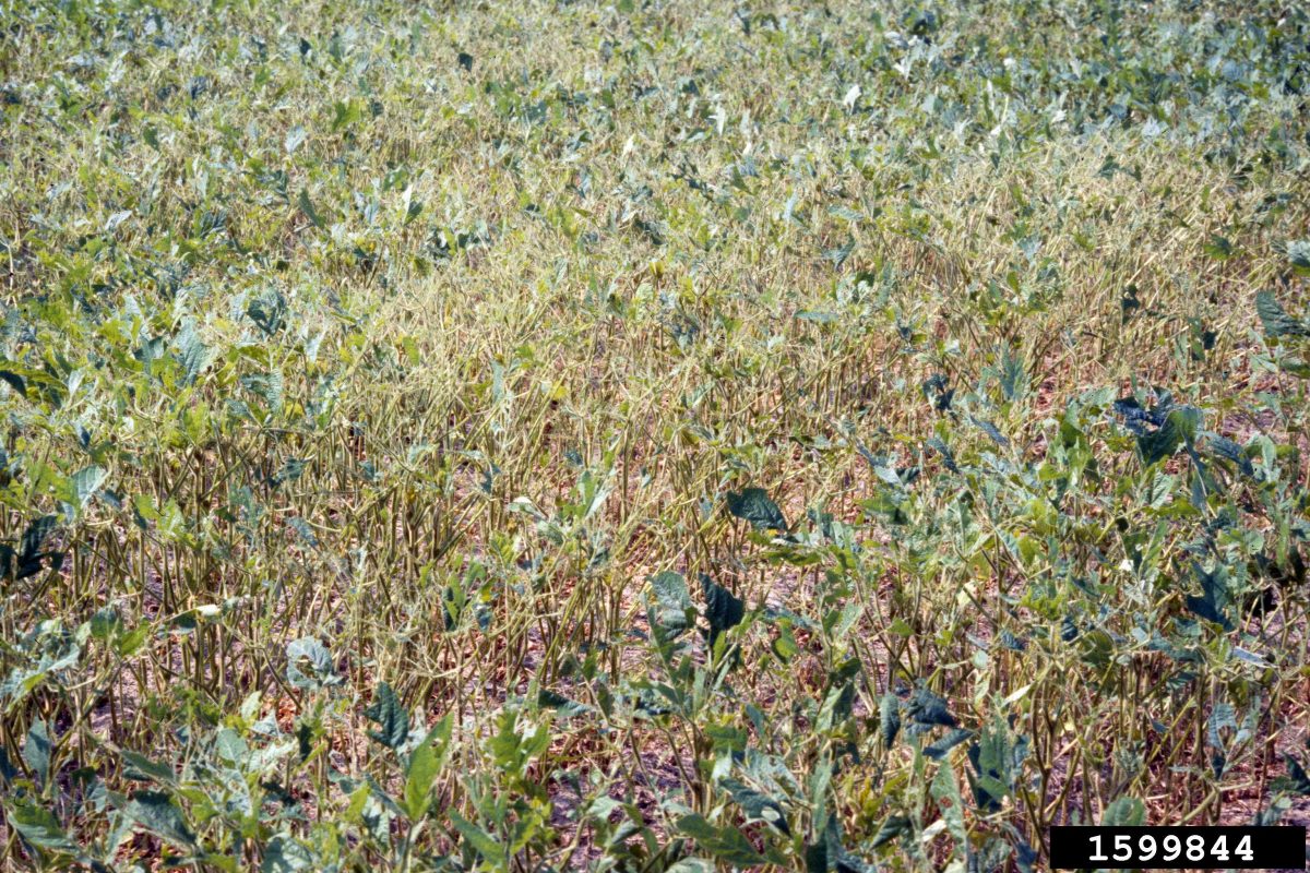 Fall armyworm: On the march | AUSVEG