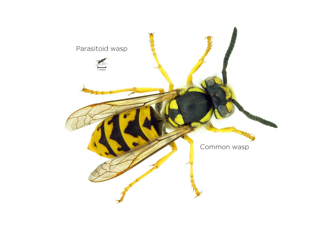 How parasitoid wasps are helping to fight the leafminer battle | AUSVEG