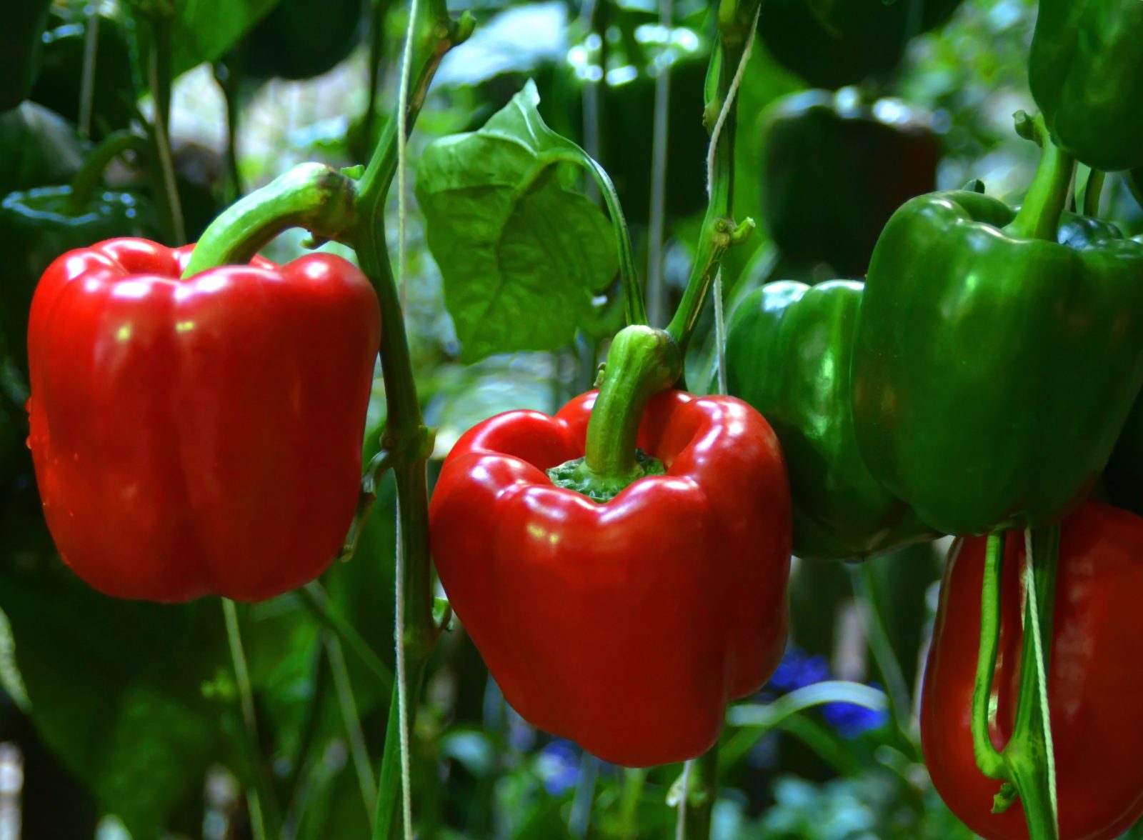 Research update: Internal rot in Aussie capsicums and chillies | AUSVEG