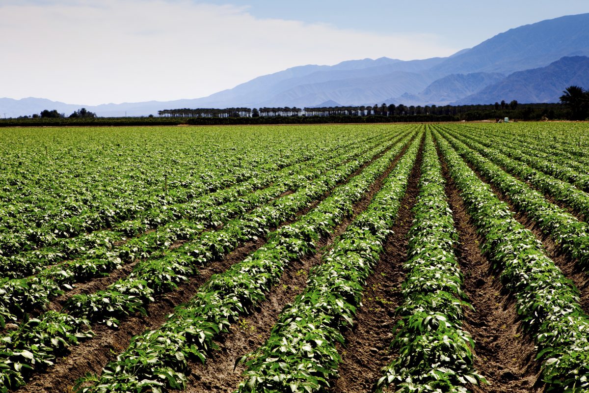 Controlling pink rot in Australian potatoes | AUSVEG