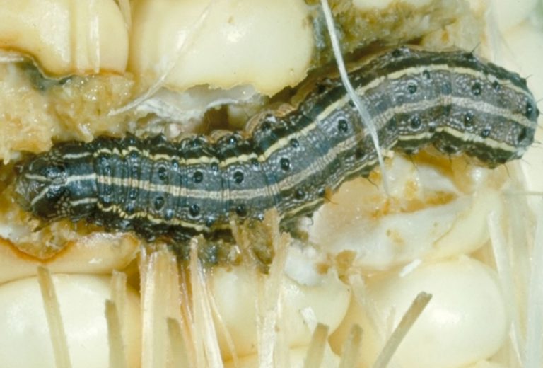 Resources: Fall armyworm - AUSVEG