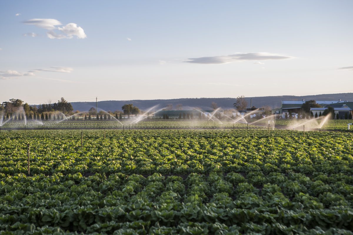 Val & Sam Micallef: Extension activities provide a boost for brothers ...