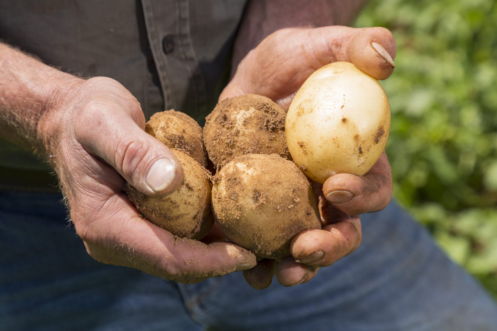 Insights into potato Spongospora root diseases and its management - AUSVEG