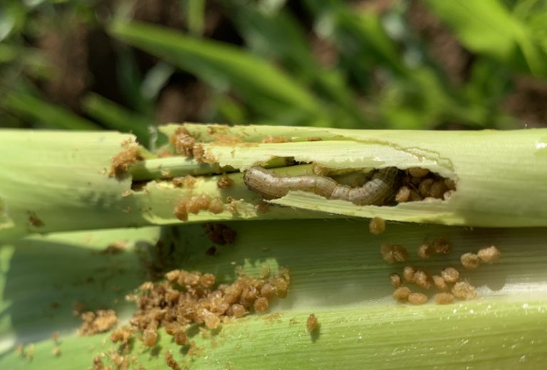Changes to how growers can manage fall armyworm - AUSVEG