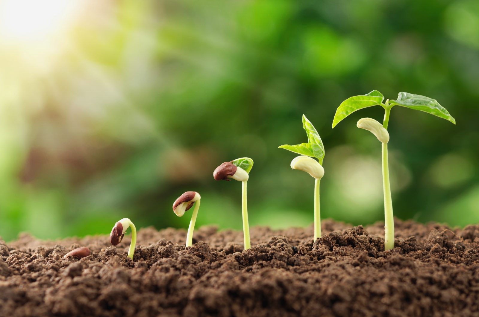 Funding boost for organic growing operations | AUSVEG