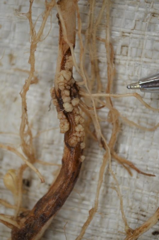 Research on soils that suppress Spongospora root galling and powdery ...