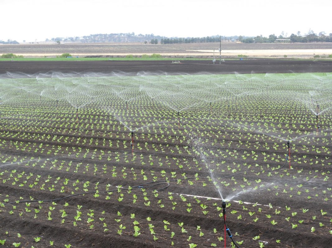 Review of current vegetable irrigation technologies | AUSVEG