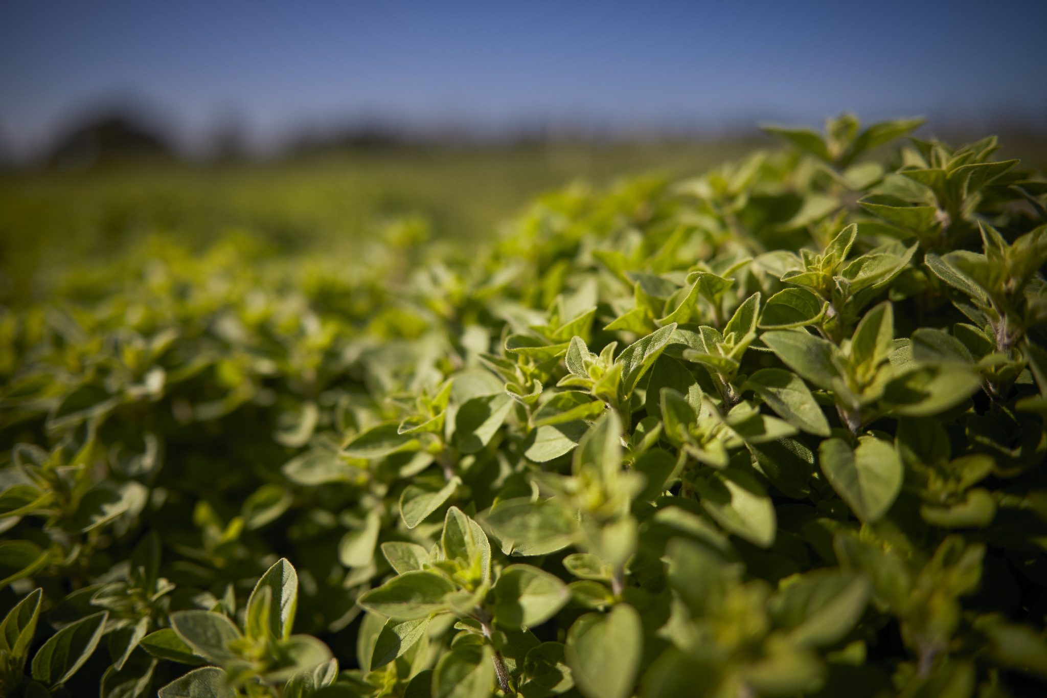 Banding together to solve horticulture’s labour issues | AUSVEG