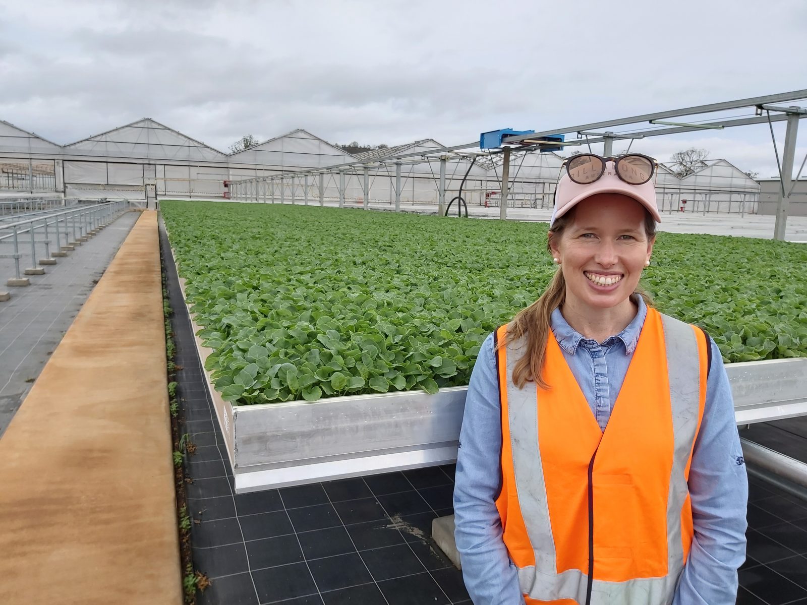 Diamondback moth management in the Lockyer Valley | AUSVEG