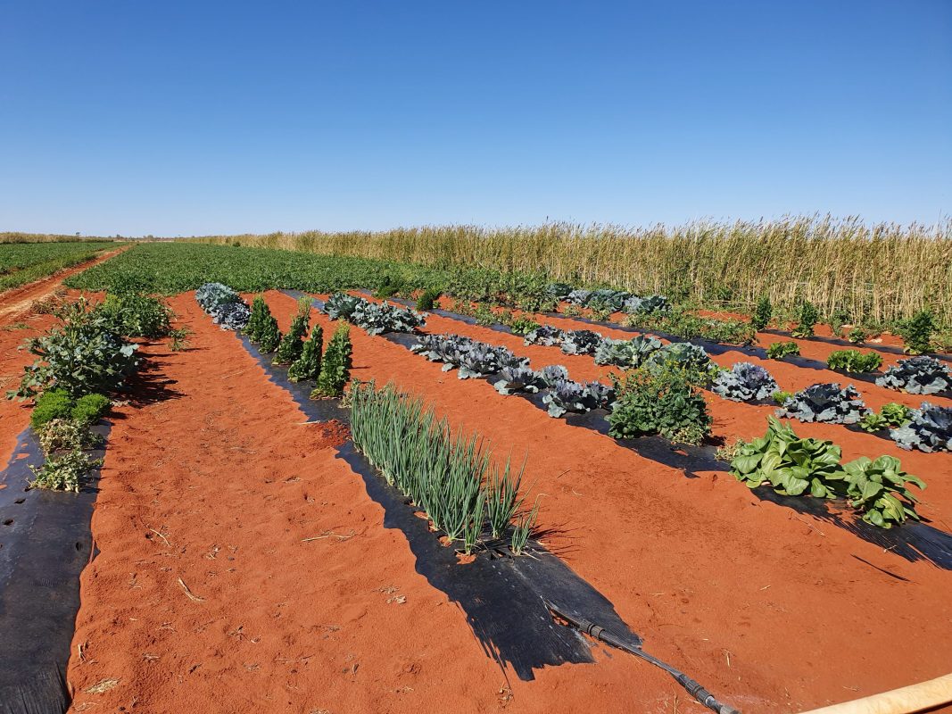 Understanding the Wide Bay-Burnett region | AUSVEG