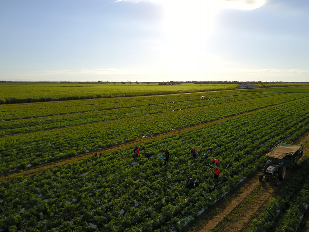 Understanding the Wide Bay-Burnett region | AUSVEG