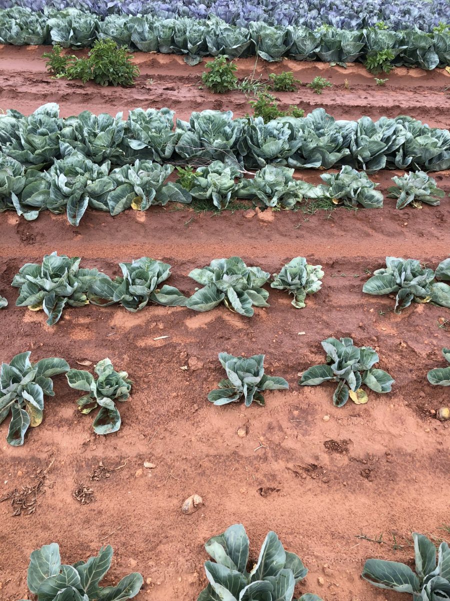 Vegetable growers’ battle against beet cyst nematode intensifies | AUSVEG