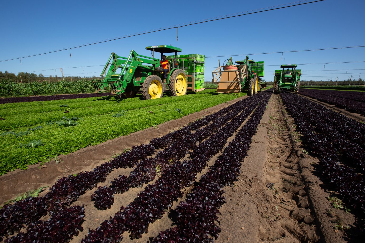 Perfecting a leafy green harvest | AUSVEG