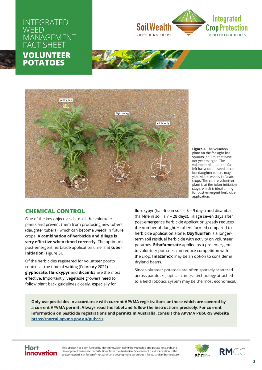 Integrated weed management – volunteer potatoes - AUSVEG