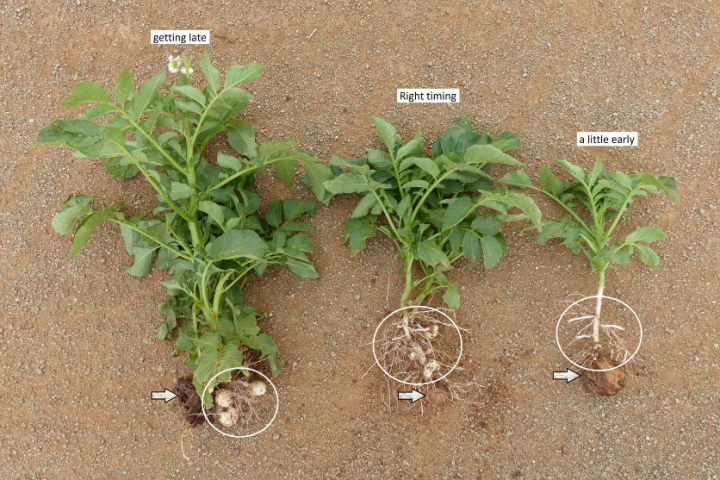 Integrated weed management – volunteer potatoes - AUSVEG