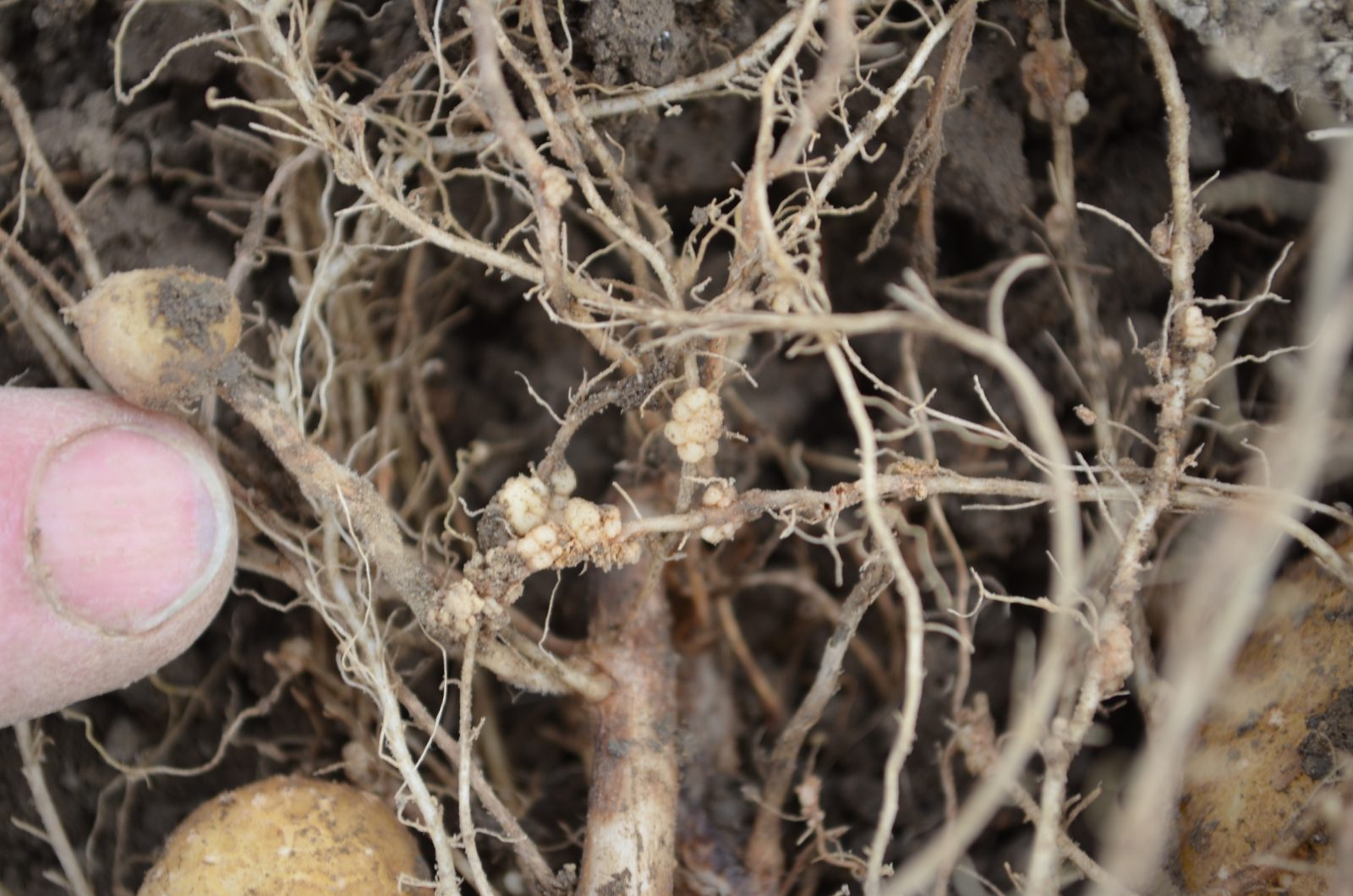 Research on soils that suppress Spongospora root galling and powdery ...