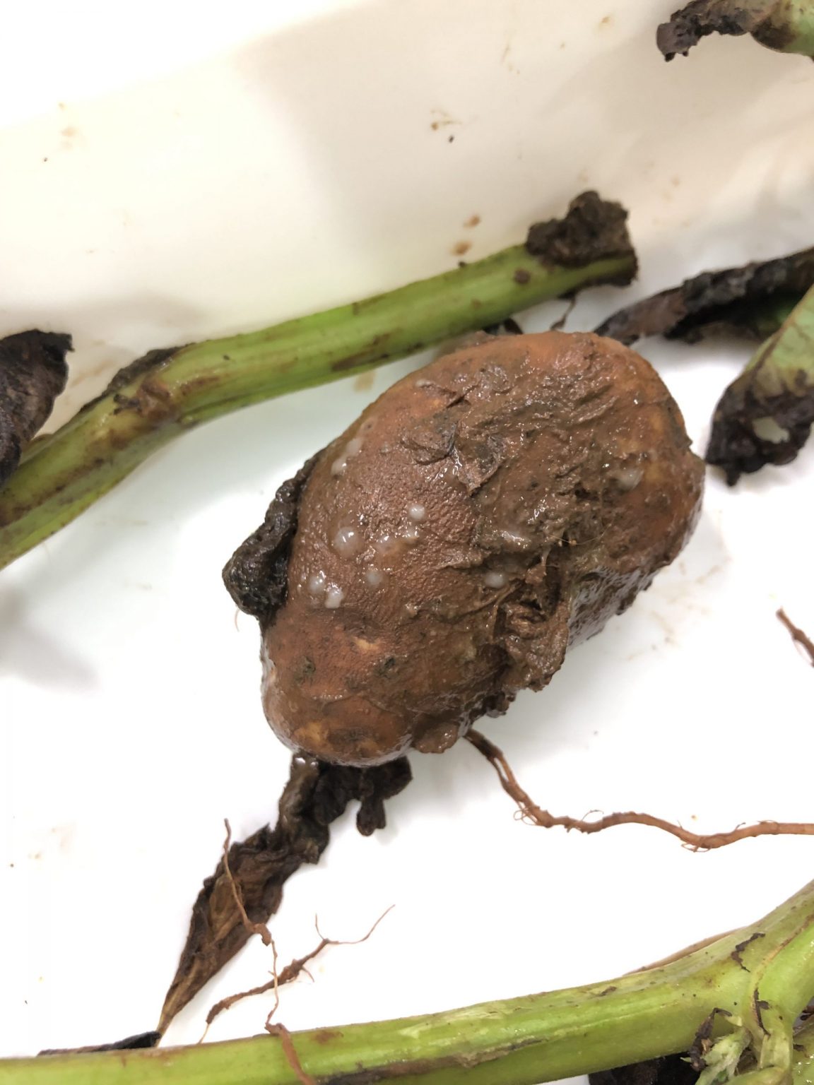 Managing blackleg in potato crops - AUSVEG
