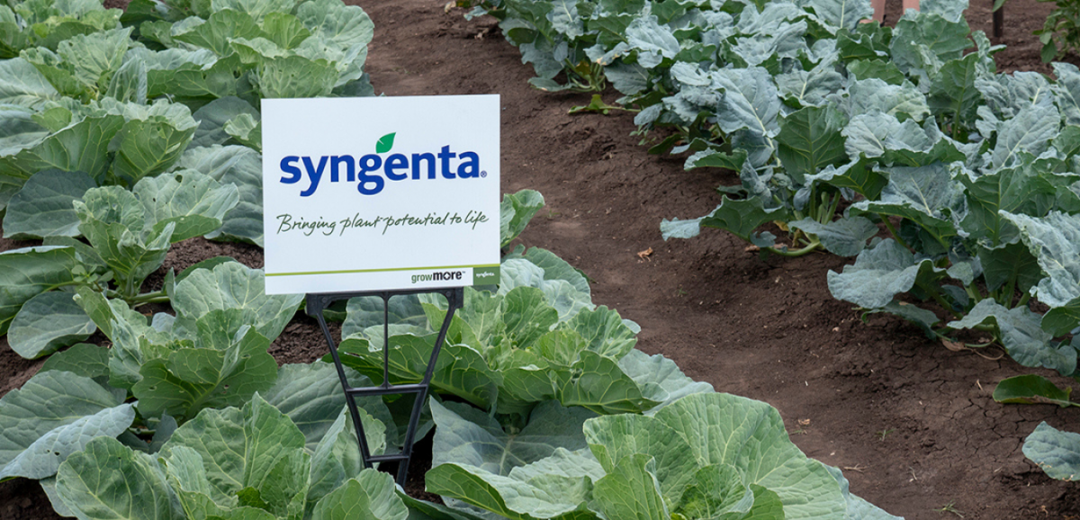 Syngenta’s significant support for the Australian vegetable industry ...