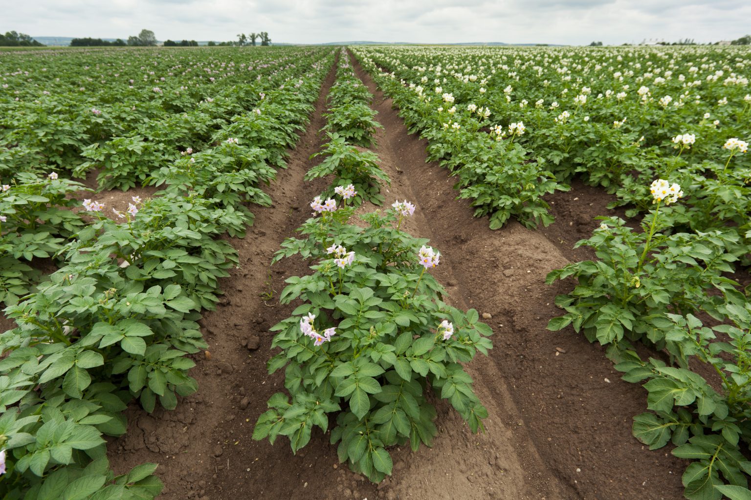 Managing pink rot in potatoes - AUSVEG