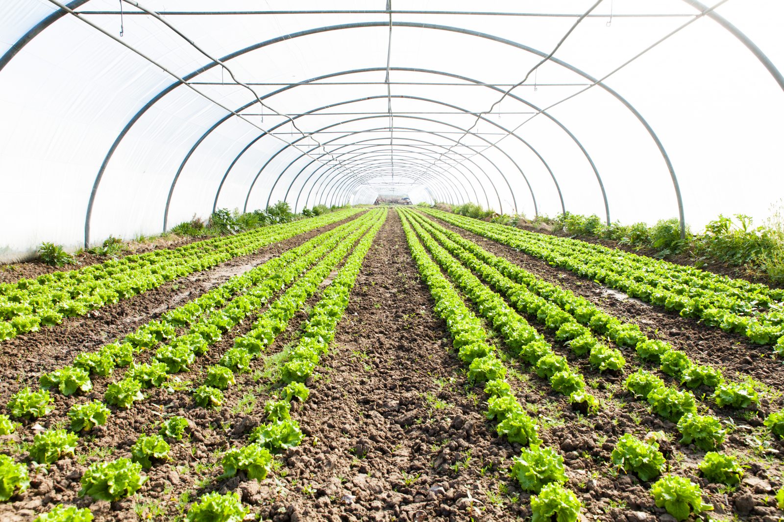 Protected Cropping Australia 2021 Conference | AUSVEG