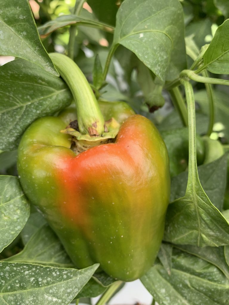 North Queensland update: Fall armyworm and leafminers under the ...