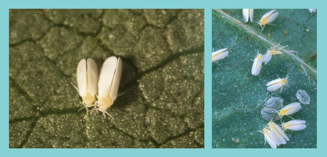 Change in Victoria’s silverleaf whitefly (SLW) area freedom status | AUSVEG