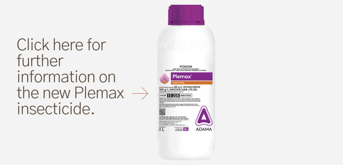 New insecticide already preferred against chewing pests | AUSVEG