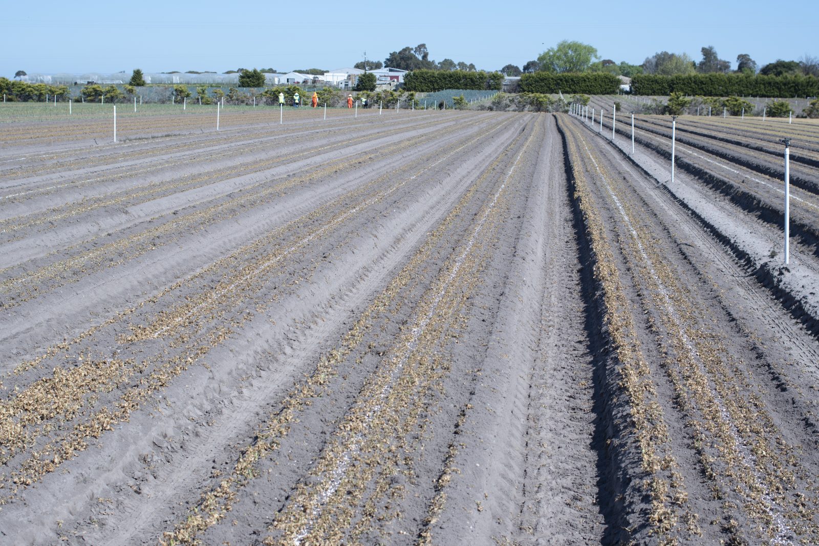 Weed seed bank management using stale seed beds and inter-row ...