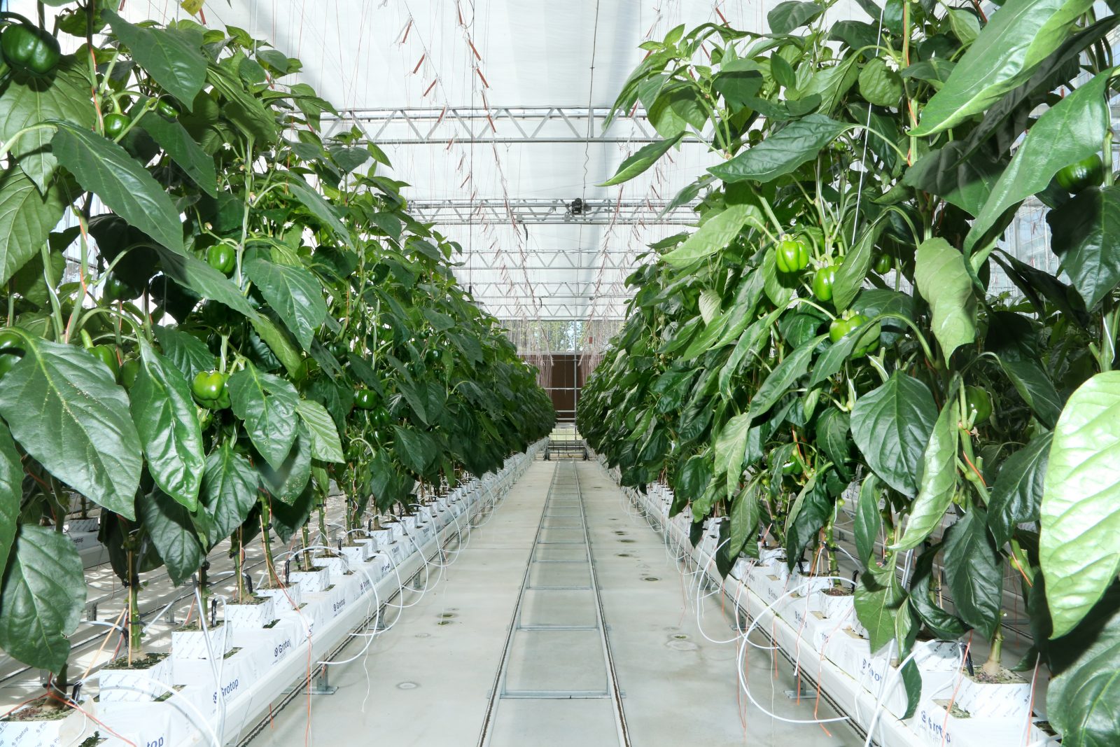 Prioritising protected cropping in Australian agriculture - AUSVEG