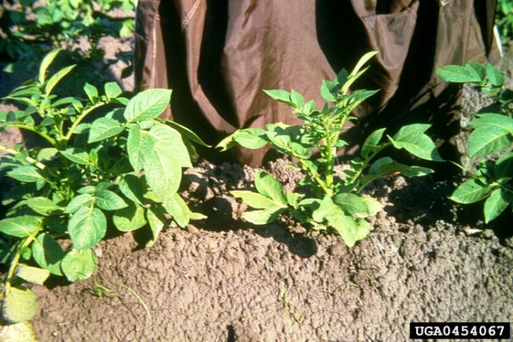 Disease profile: Potato Spindle Tuber Viroid - AUSVEG