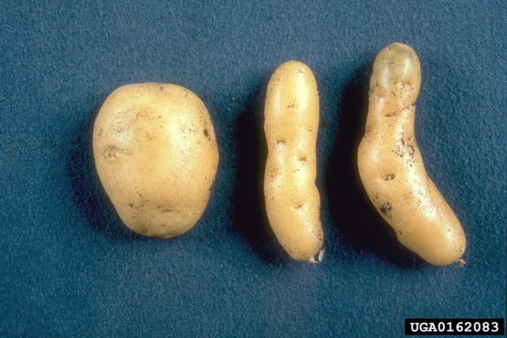 Disease profile: Potato Spindle Tuber Viroid | AUSVEG