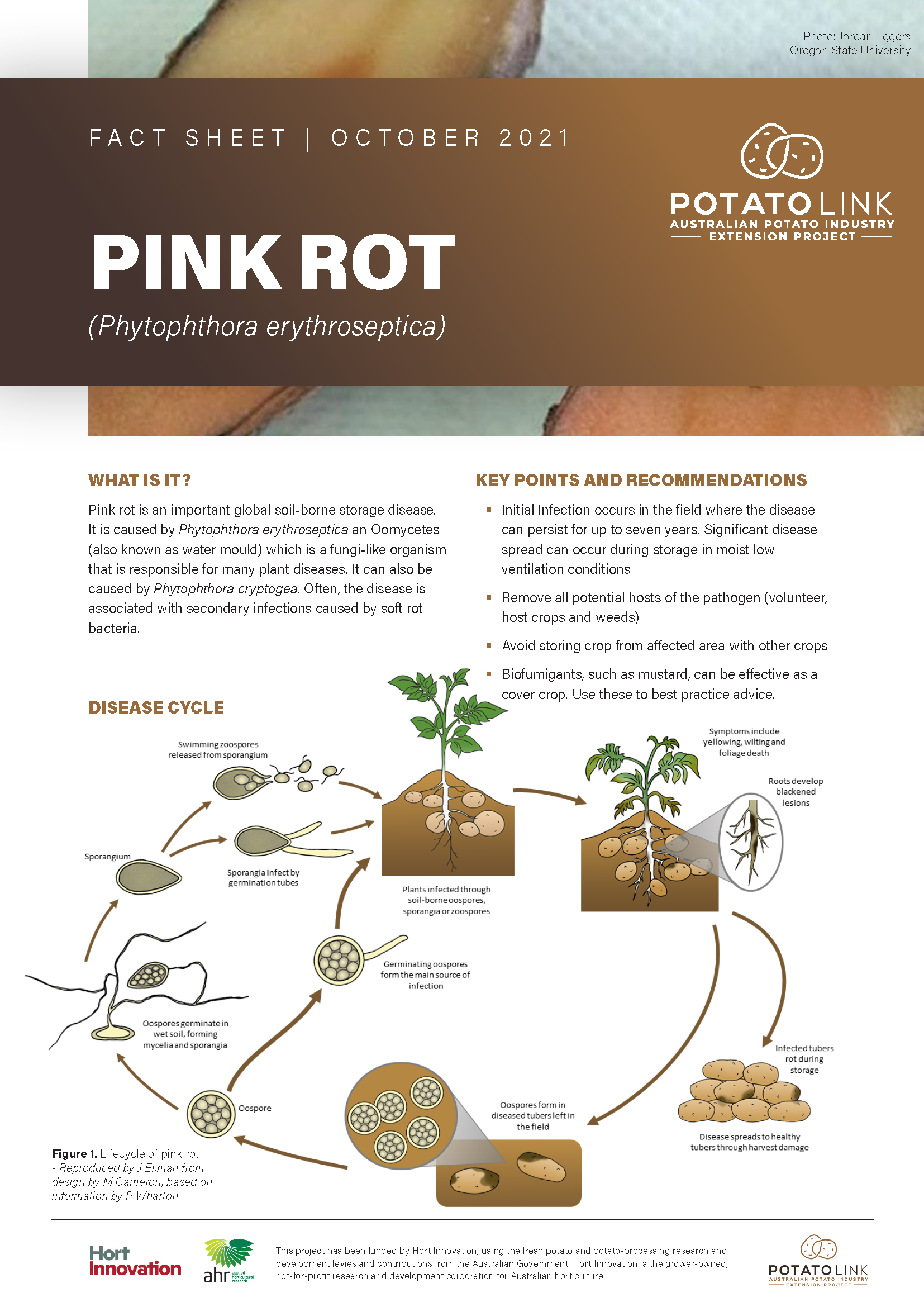 Fact sheet: Pink rot - AUSVEG