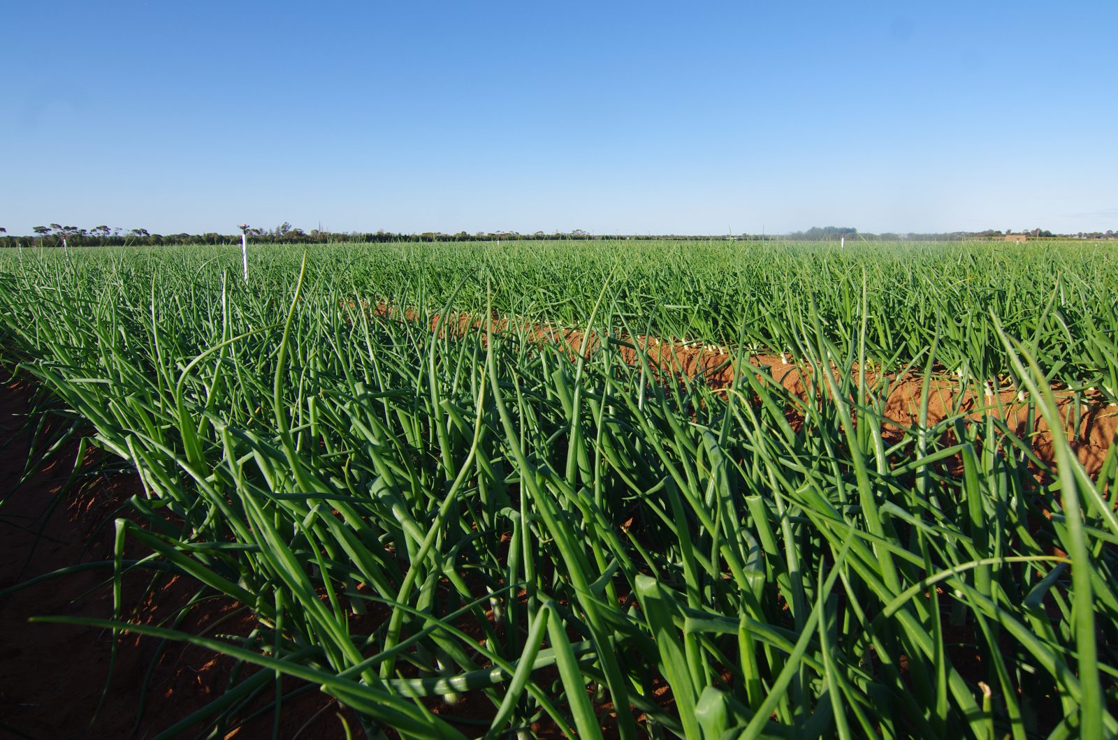 Ryan Shadbolt: Growing an accomplished family business - AUSVEG