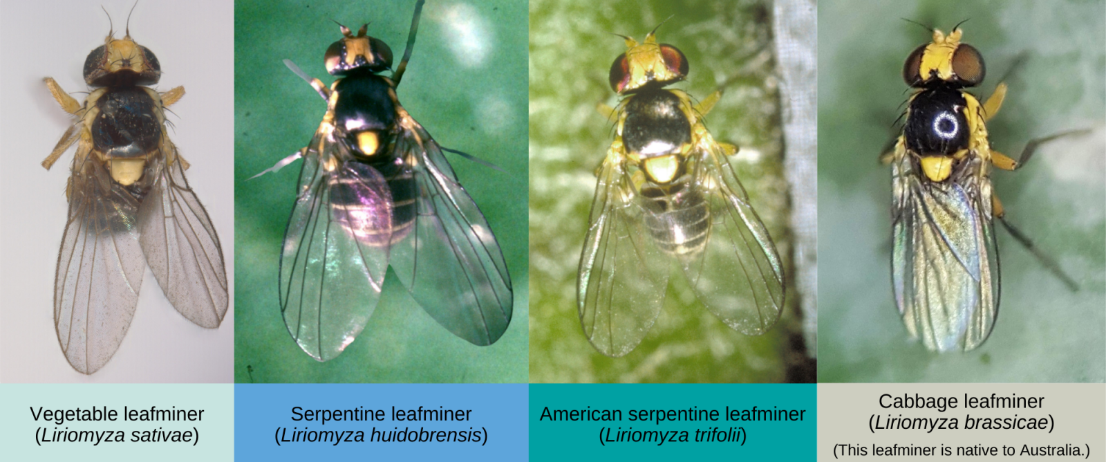 Liriomyza flies in-focus: Have you seen an exotic leafminer? | AUSVEG