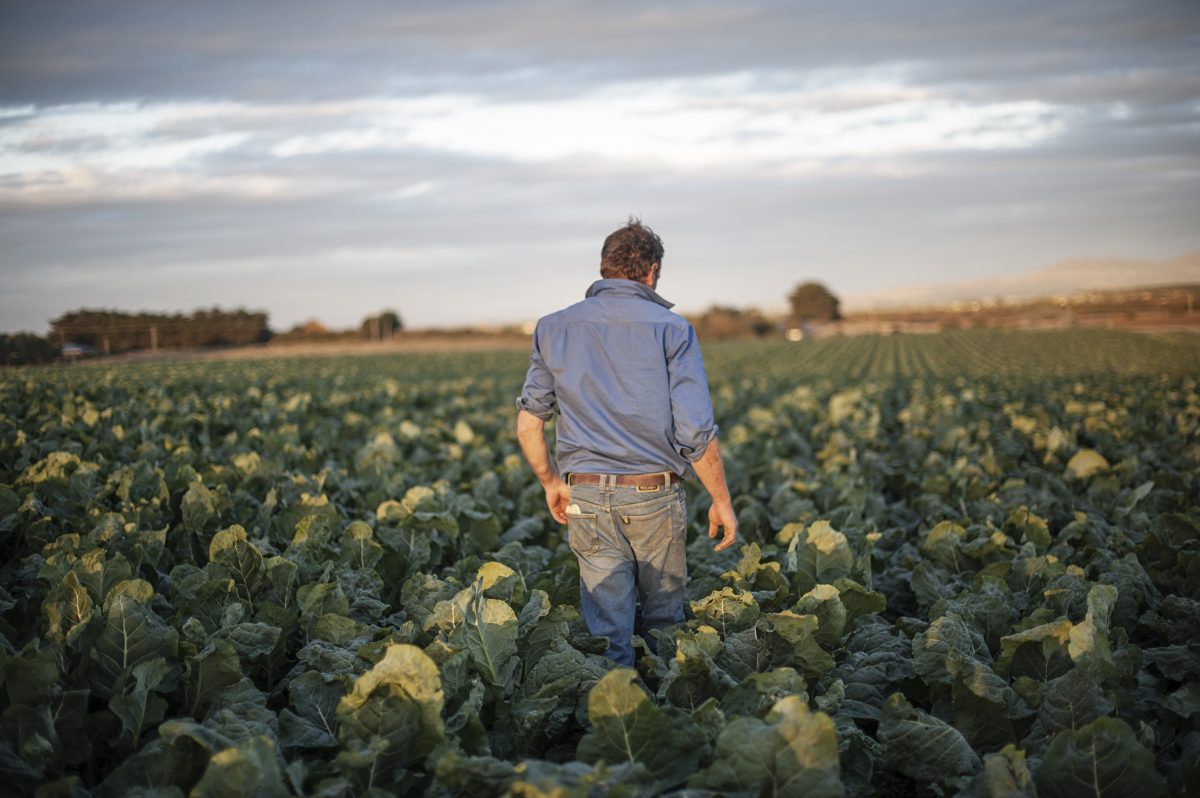 Hort Innovation: Supporting the Australian horticulture sector - AUSVEG