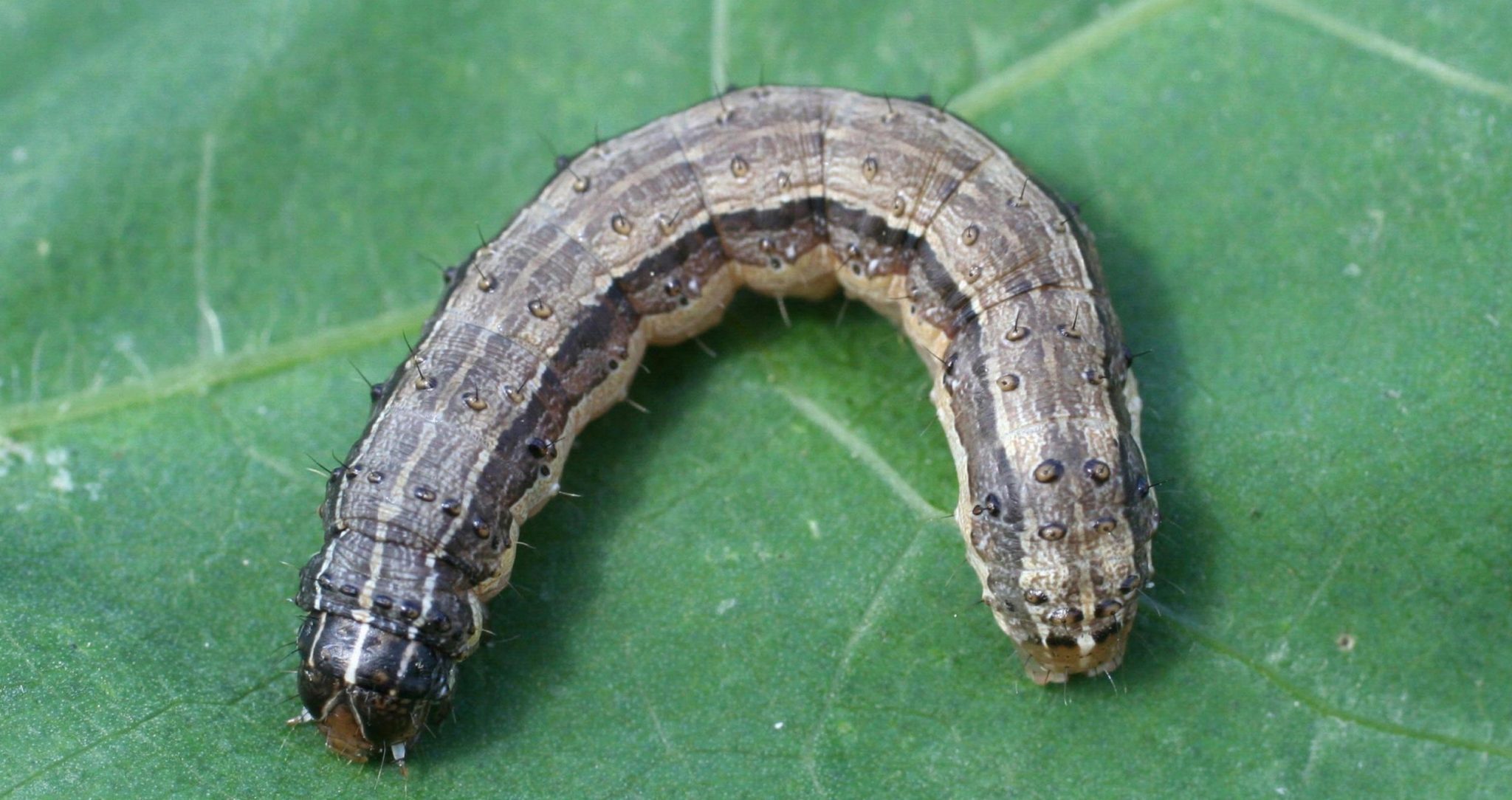 Fall armyworm management guide for vegetable crops - AUSVEG