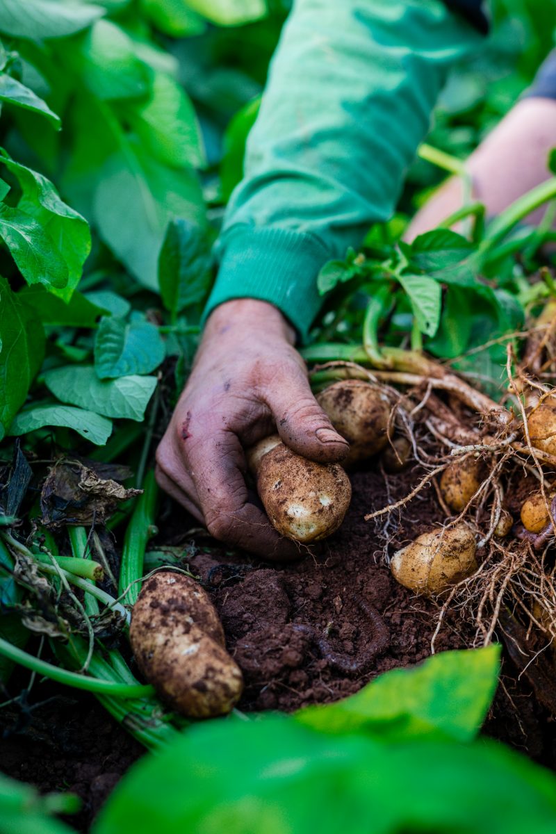 Putting soil first in Tassie potato crops - AUSVEG
