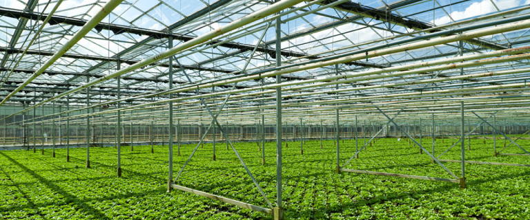 High-tech horticulture in urban Australia | AUSVEG