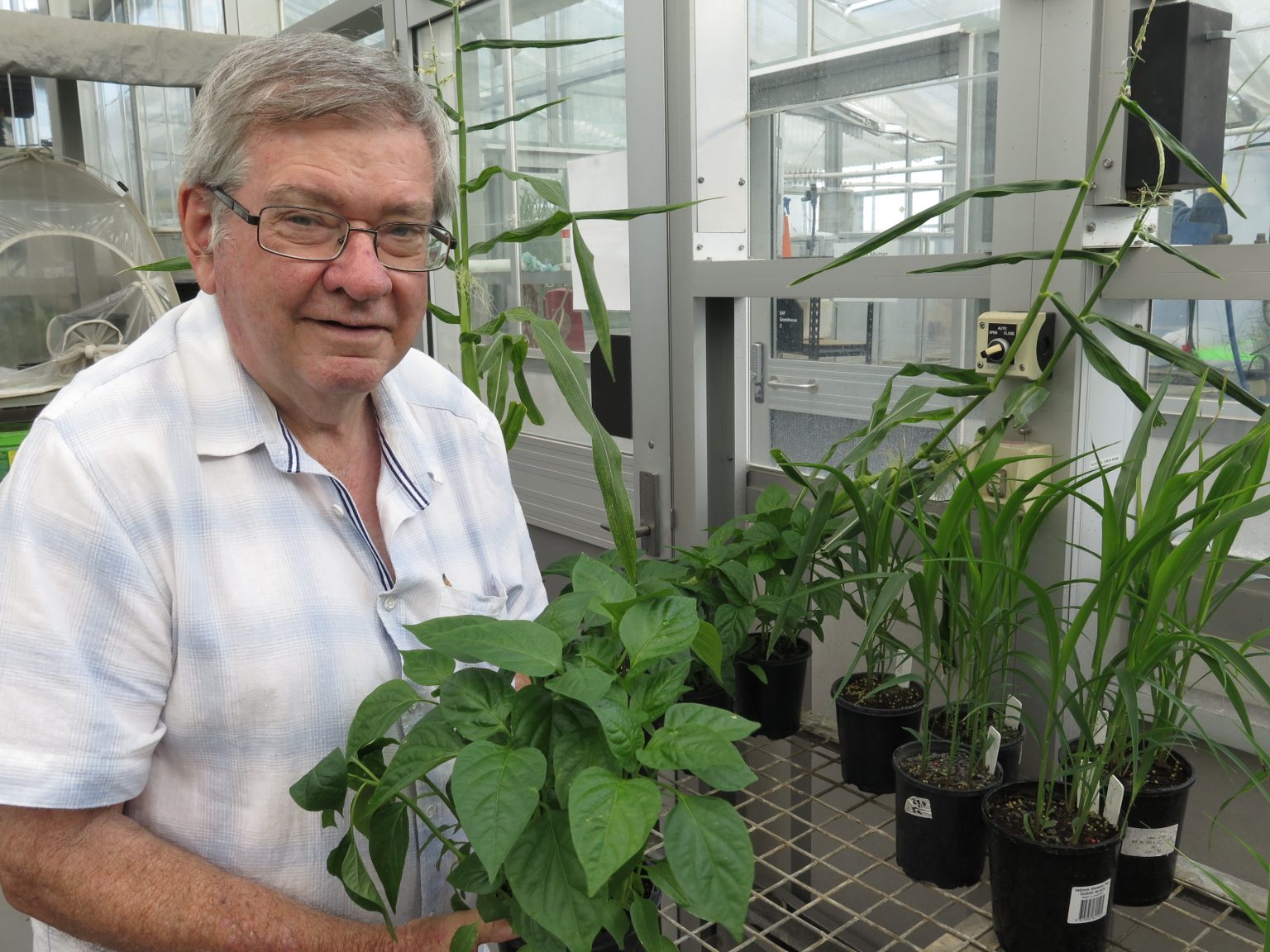 Researcher of the Year award feature: Denis Persley - AUSVEG
