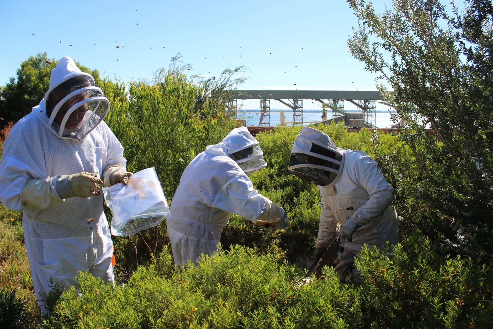 Protecting Australia’s honey bee population through enhanced ...