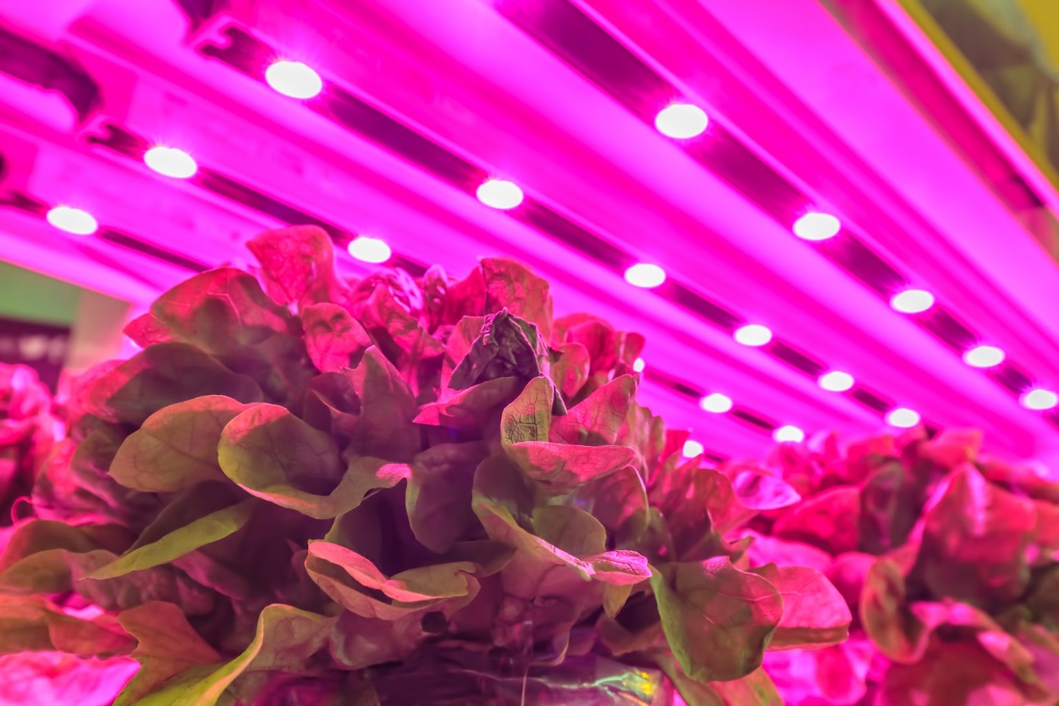 Investigating high-tech horticulture in urban areas - AUSVEG