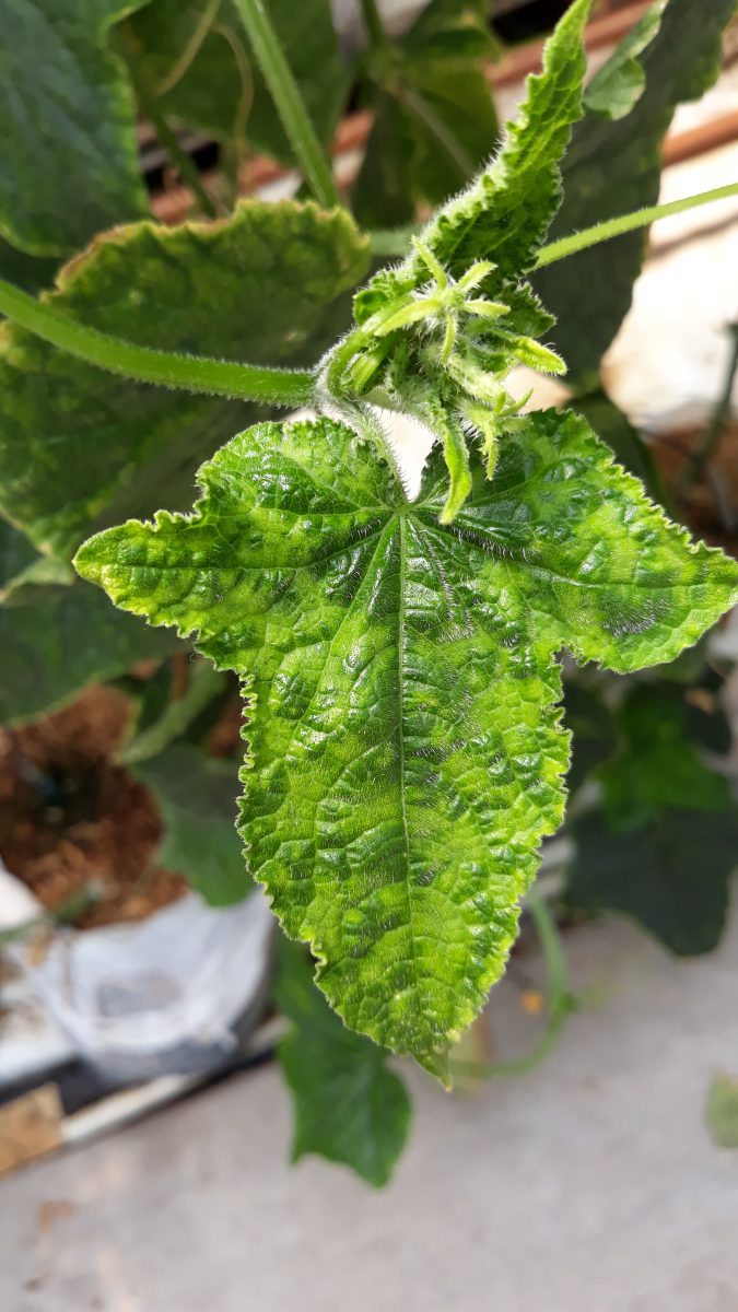 Spotting the difference between plant pathogen infections - AUSVEG