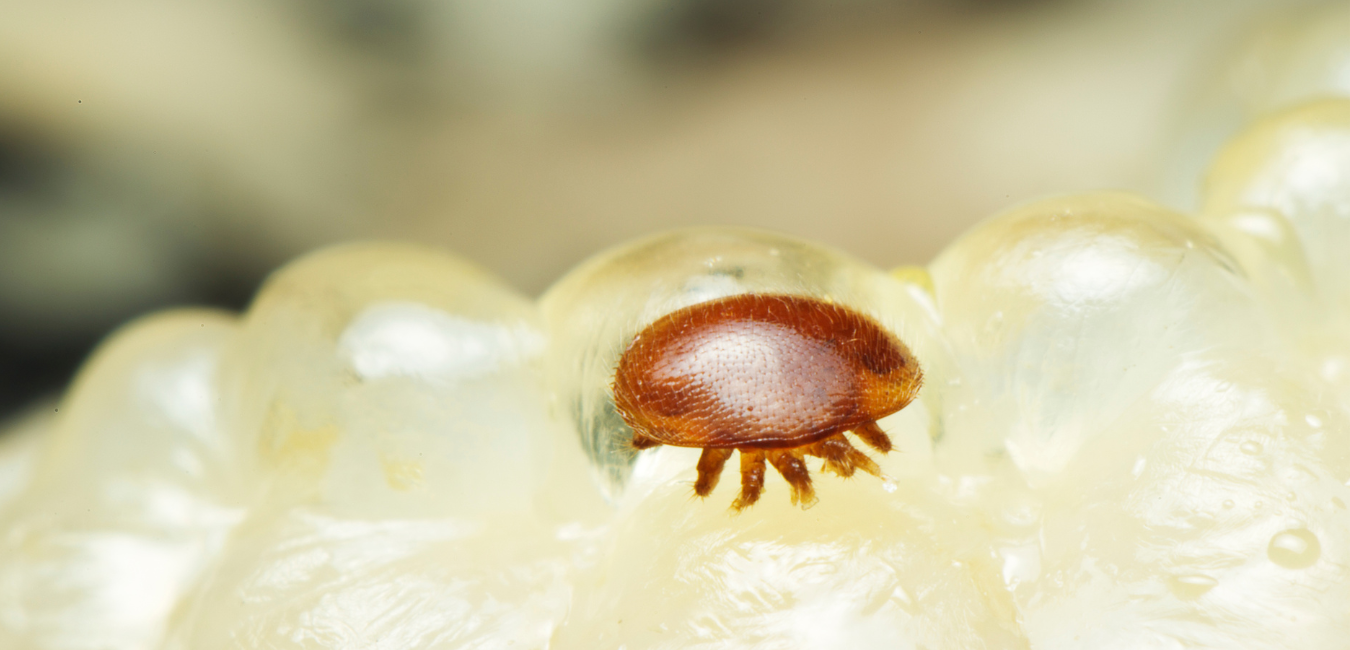 Varroa mite (Varroa destructor) detected in NSW | AUSVEG