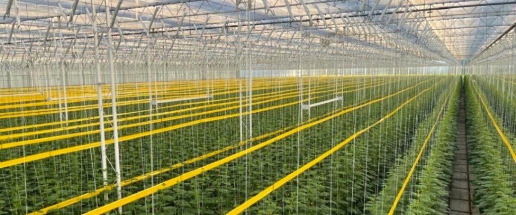 In-person event: IPM in Protected Cropping, Peats Ridge, NSW | AUSVEG