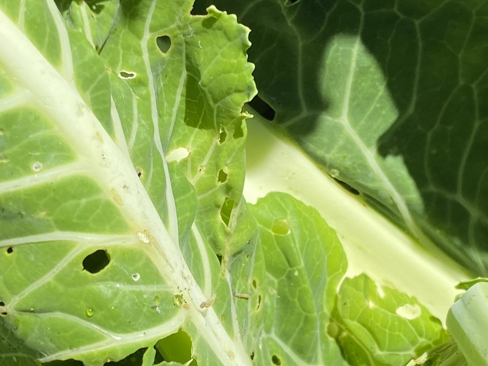 Powerful rotational partner boosts chewing pest control | AUSVEG