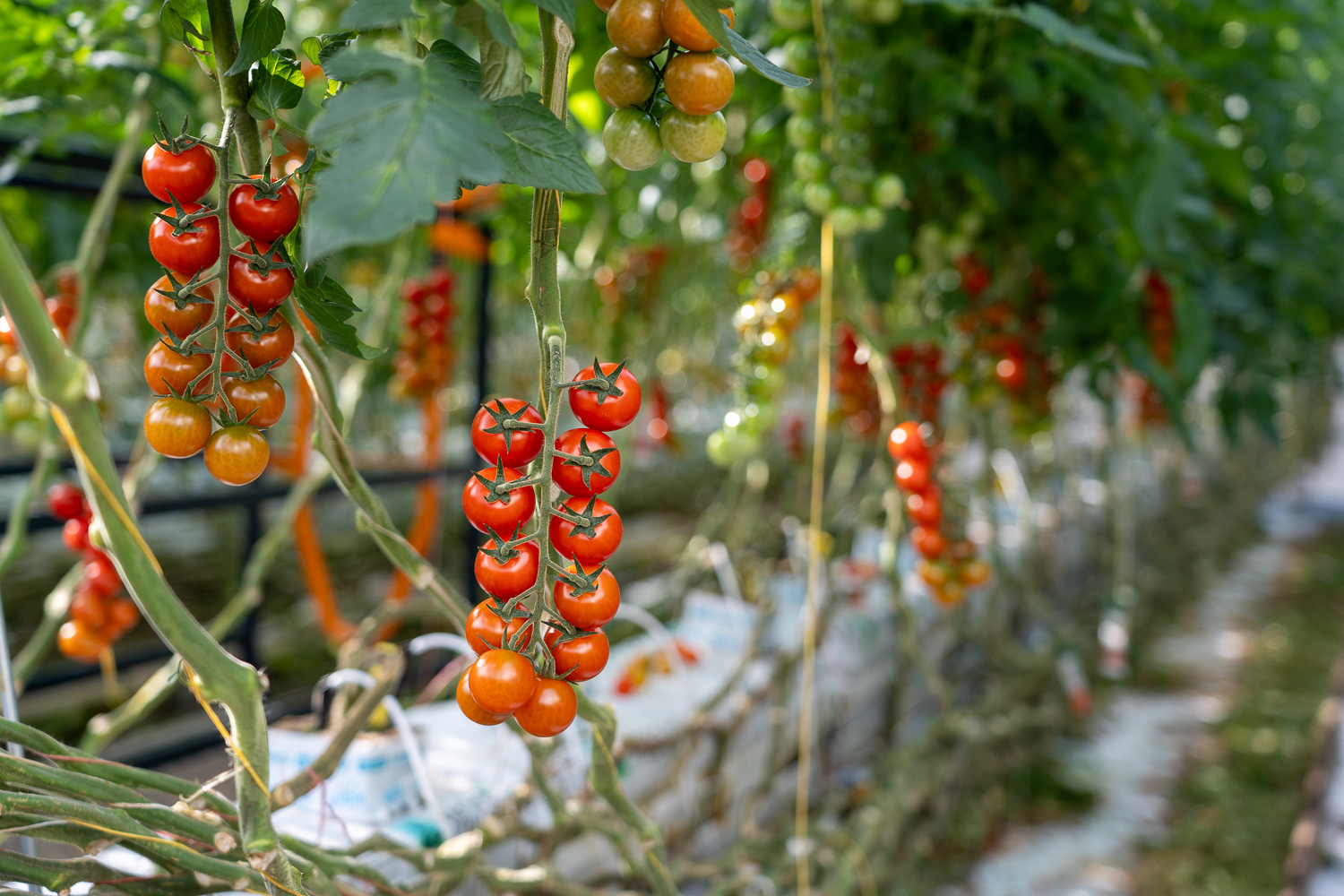 ATMAC European Study Tour: Tomatoworld - AUSVEG